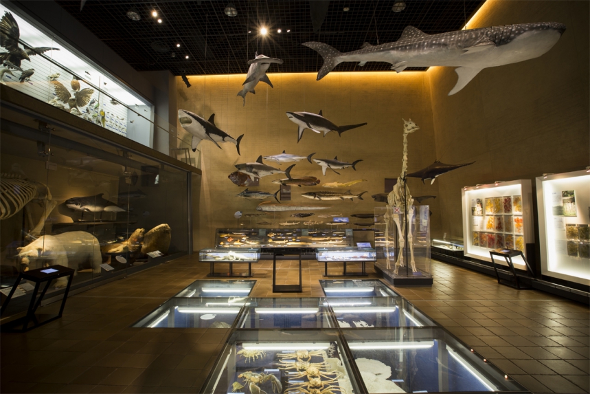 Kitakyushu Museum of Natural History & Human History